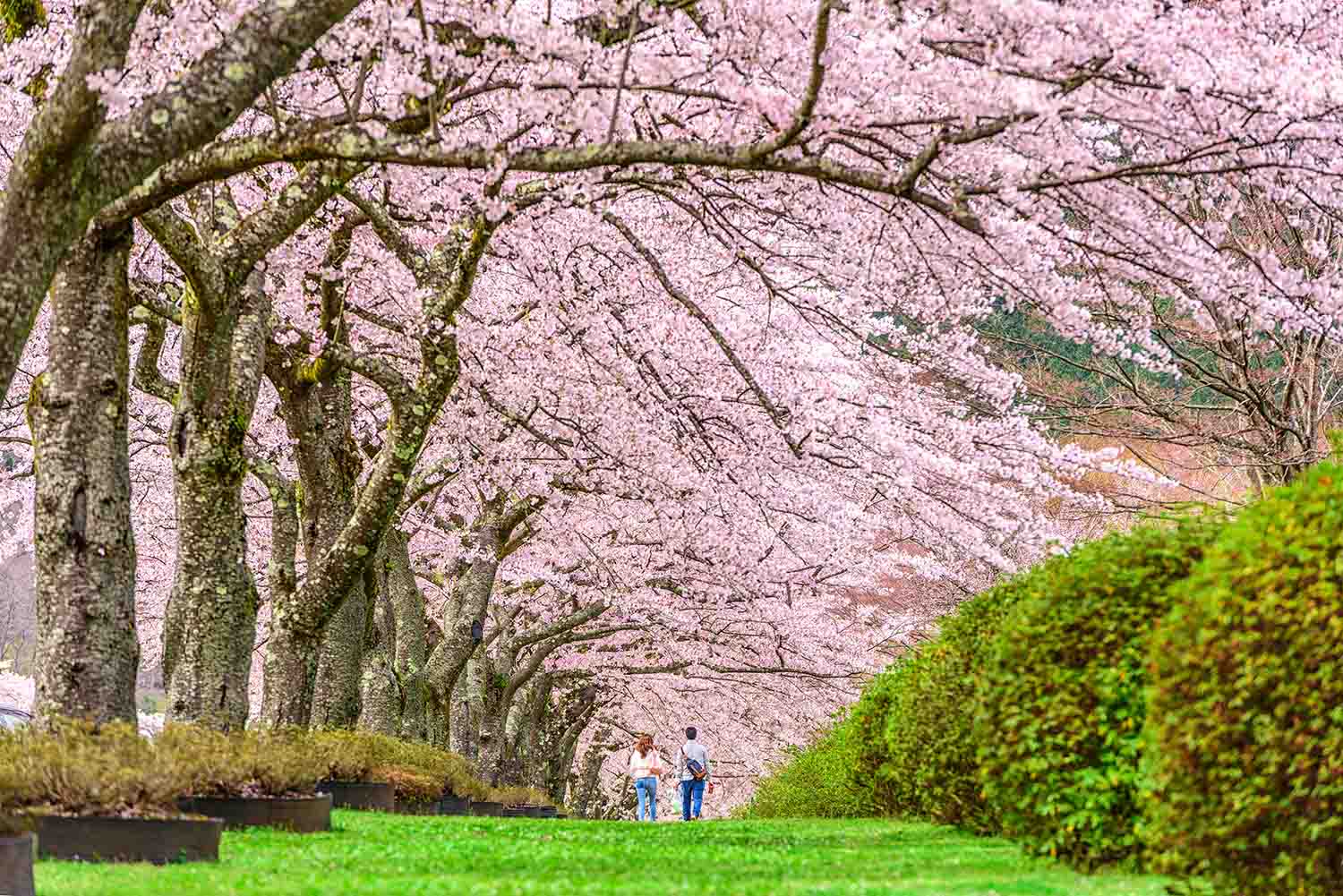 El Significado del Sakura: Por Qué Viajar a Japón en Primavera